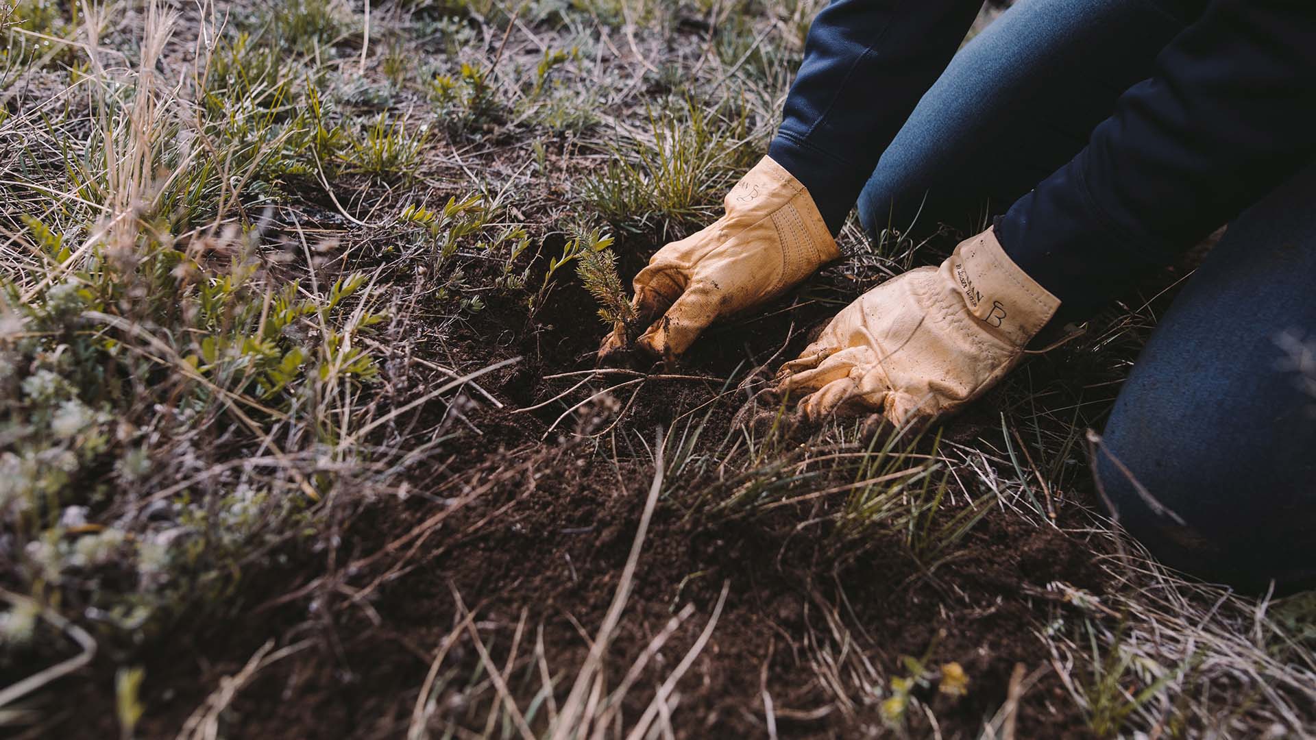 TransPak’s One Tree Planted Partnership | Sustainability in Action